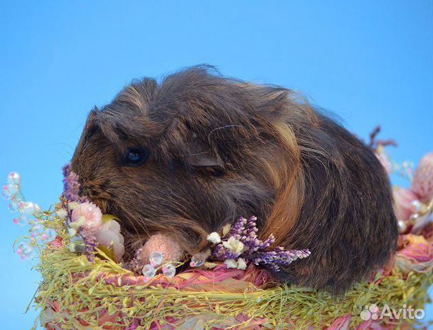 Малыш мальчик морской свинки коронет