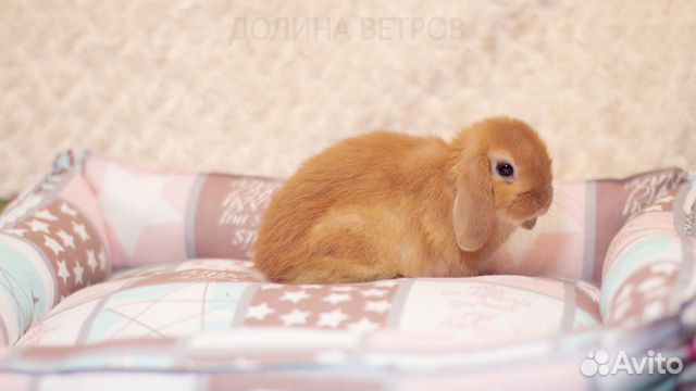 Рыжие вислоухие малыши, очень миниатюрные