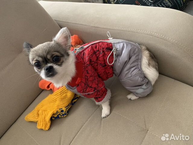 Чихуахуа девочка