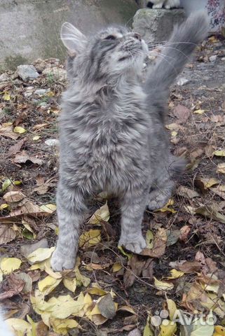 Котята в добрые руки бесплатно