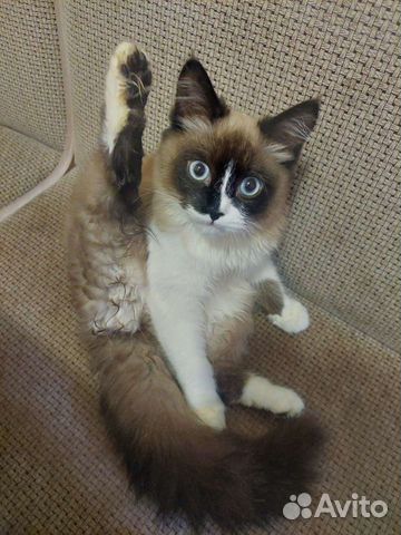Кошка ищет котика