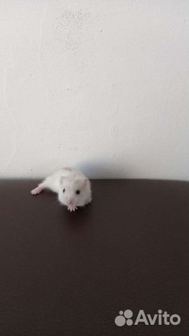 Джунгарский хомяк