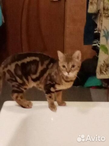 Мраморный бенгал кошка
