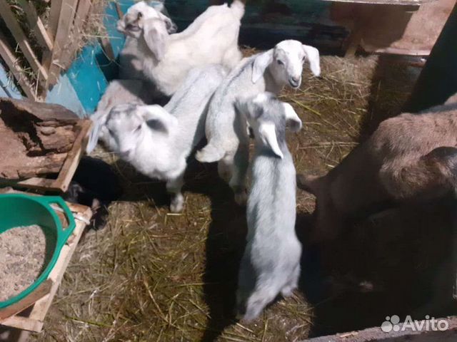 Коза нубийская