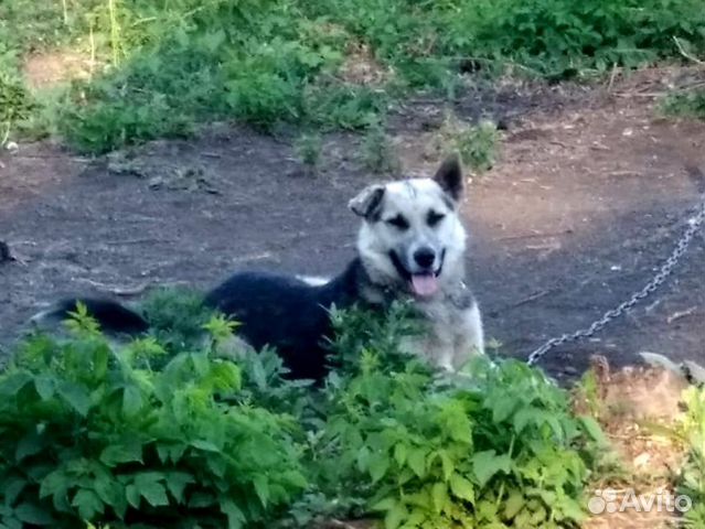 Собака похожая на восточно европейскую