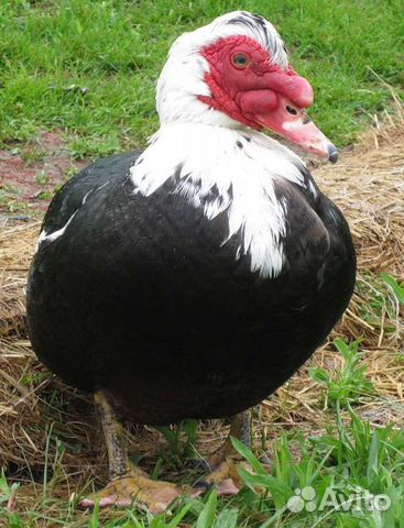 Индоутки и цесарки