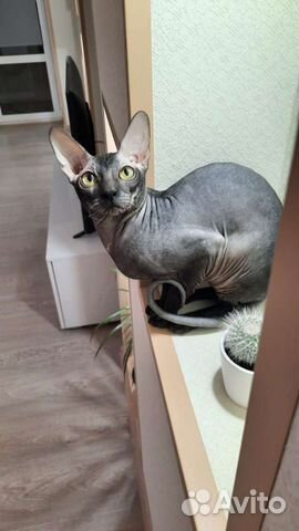 Донской сфинкс вязка