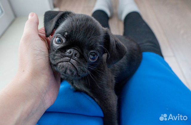 Пти брабансон