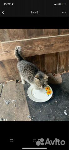 Котеночек один на улице