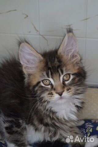 Котик маин-кун