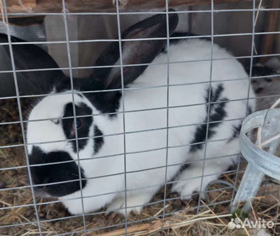 Самка строкач