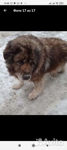 Найдена собака