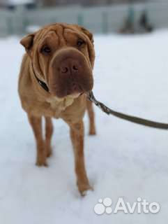 Милана в добрые руки