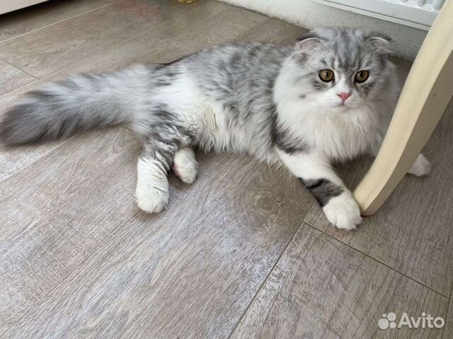 Кошка шотландский хайленд фолд