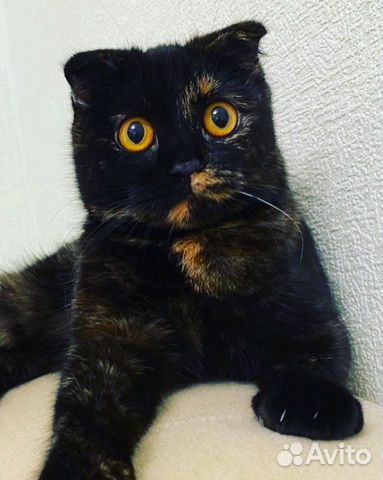 Шотландская вислоухая ищет жениха опытного красавц