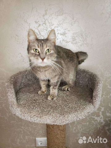 Кошка