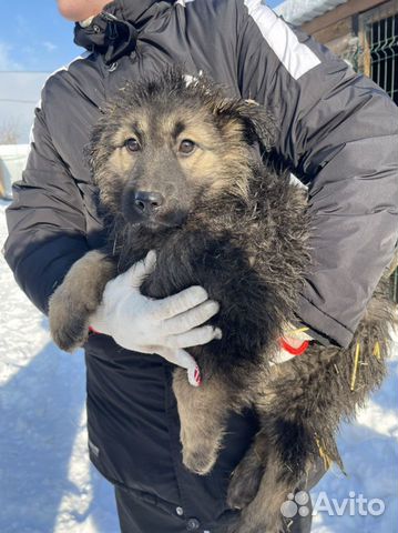 Крупные щенки в добрые руки