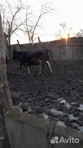 Бык и телка