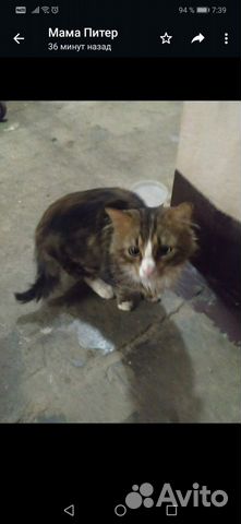 Недвижимость дедушки забрали, а кошку в подъезд