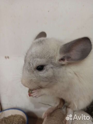 Шиншилленок