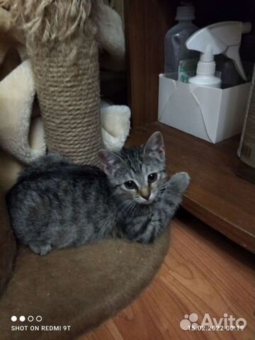 Девочка шпротинка ищет дом