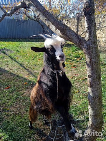 Коза и козел