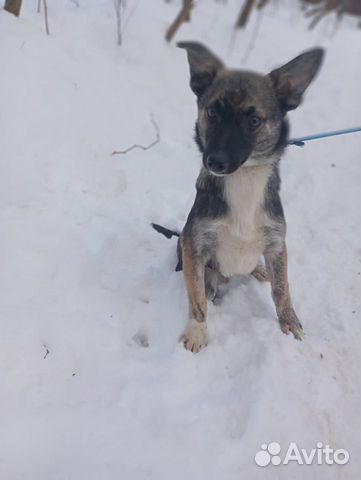 Изящный щенок Каспер, будет по колено