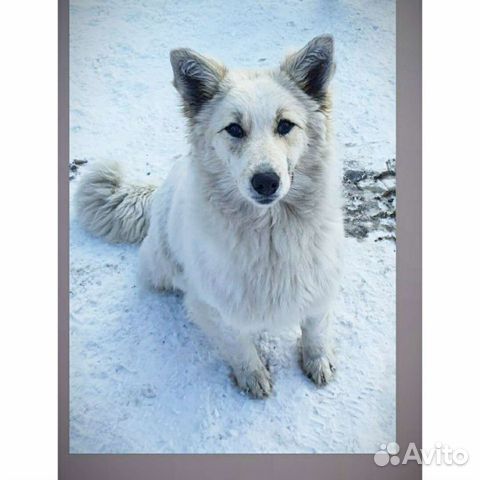 Собака метис лайки 1 год стерилизована