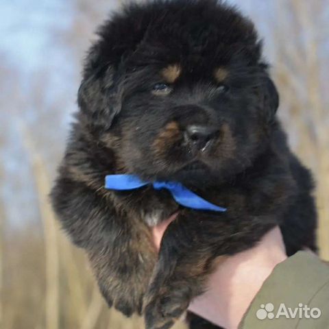 Тибетский мастиф