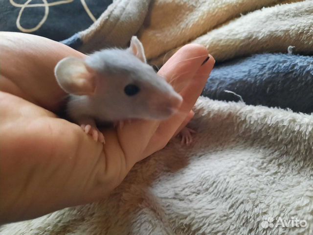 Крысята дамбо