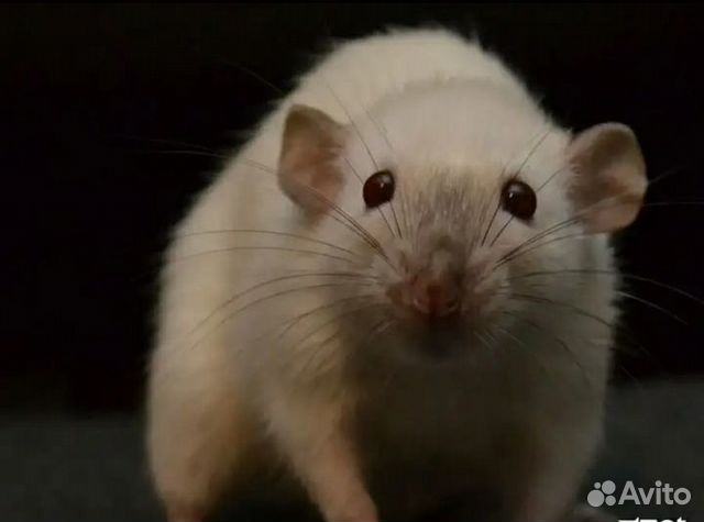 Крыса отдам даром
