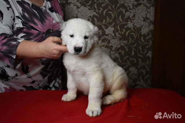 Среднеазиатская овчарка