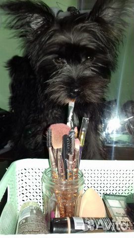 Чёрный Йорик с миником