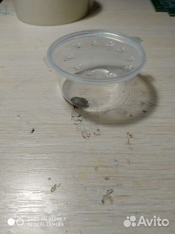 Таракан Blaberus giganteus