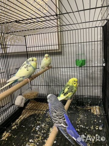 Красивые попугаи с большой клеткой