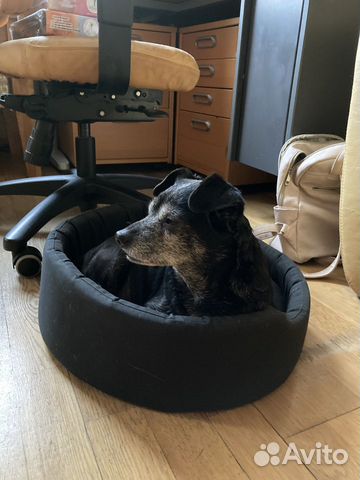 Отдадим в добрые руки маленькую собачку