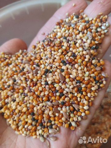 Корм для попугаев, амадин и др. птиц