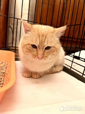 Котик Беляш ищет дом