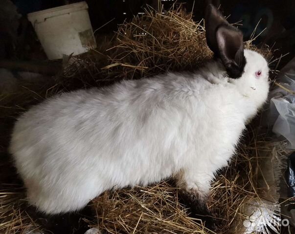 Самец калифорнийский 6мес