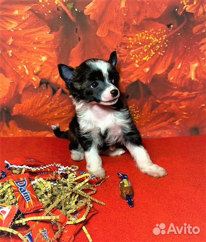 Китайская хохлатая - "Мисс Очарование"