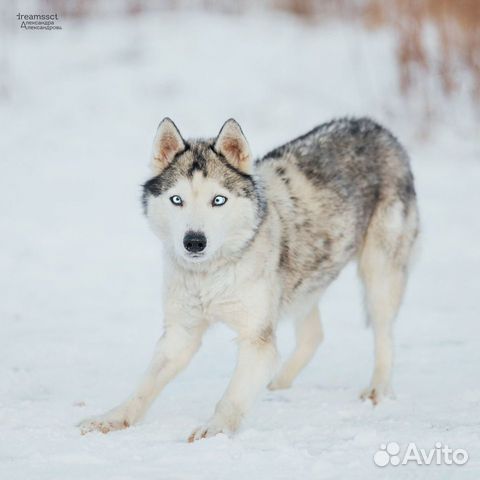 Хейли из приюта