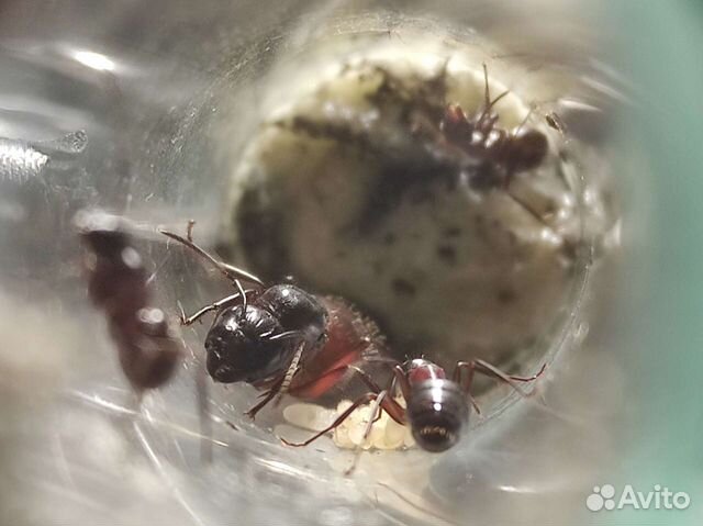 Муравьи для фермы Camponotus ligniperda