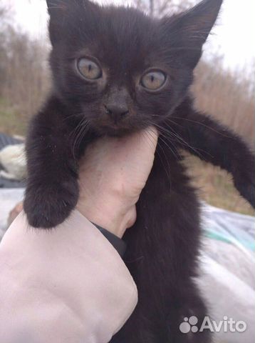 Черный маленький котенок среди собак в опасном мес