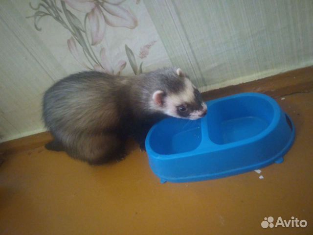 Хорёк с клеткой