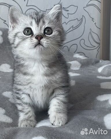 Шотландский котик