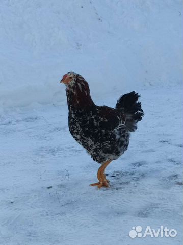 Петухи "Орловские"