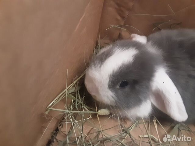 Декоративный кролик баран