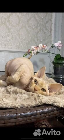 Рыжее чудо. Мальчик