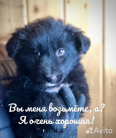 Пушистый щенок оригинального окраса