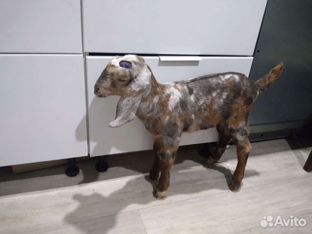 Нубийские козлята